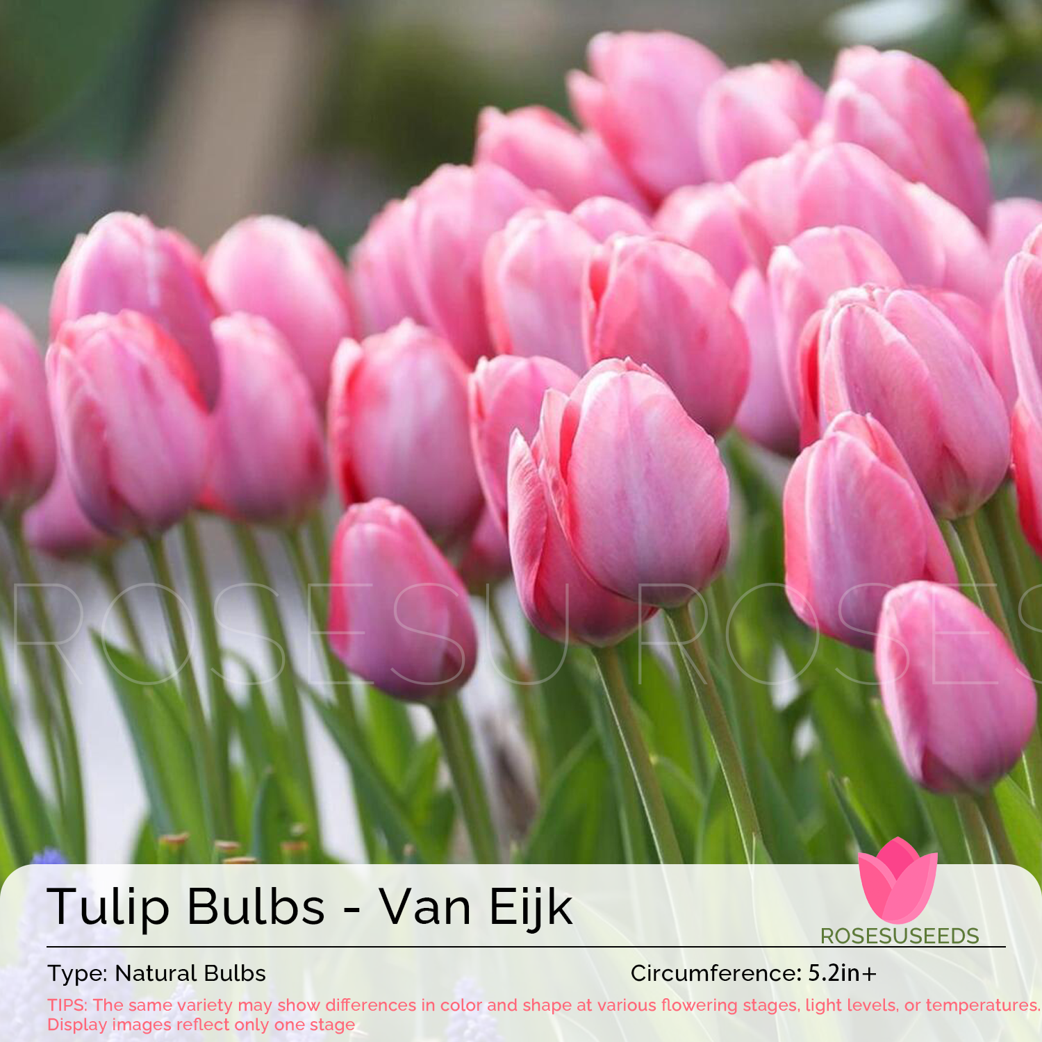 Tulip Bulbs - Van Eijk | Rosesu®