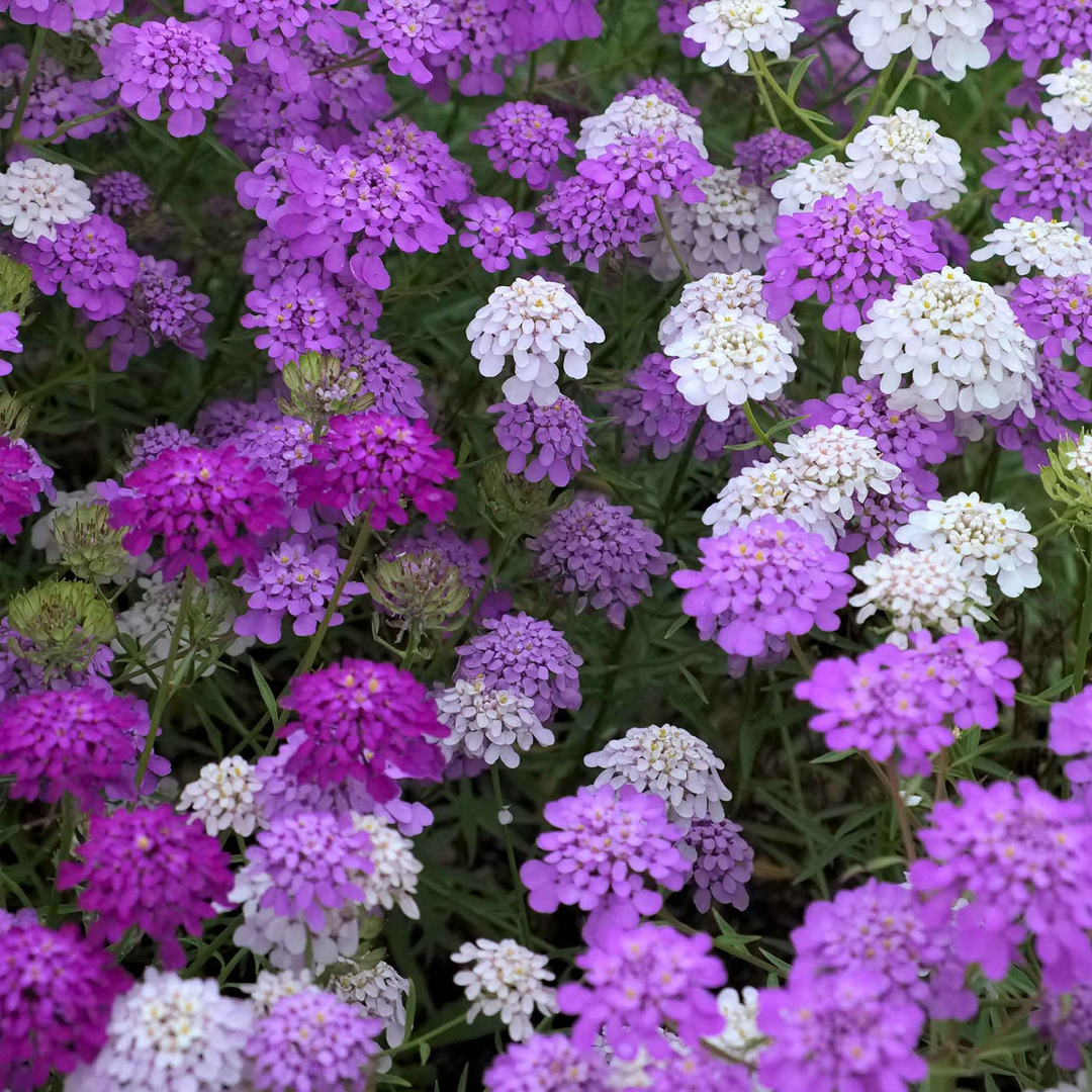 Candytuft Seeds - Mixed Colors | Rosesu®