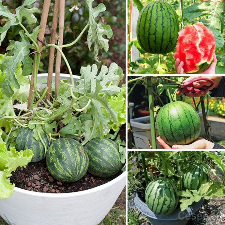 Potted small watermelon seeds-🏡🍉Grow sweet mini watermelons right at home!