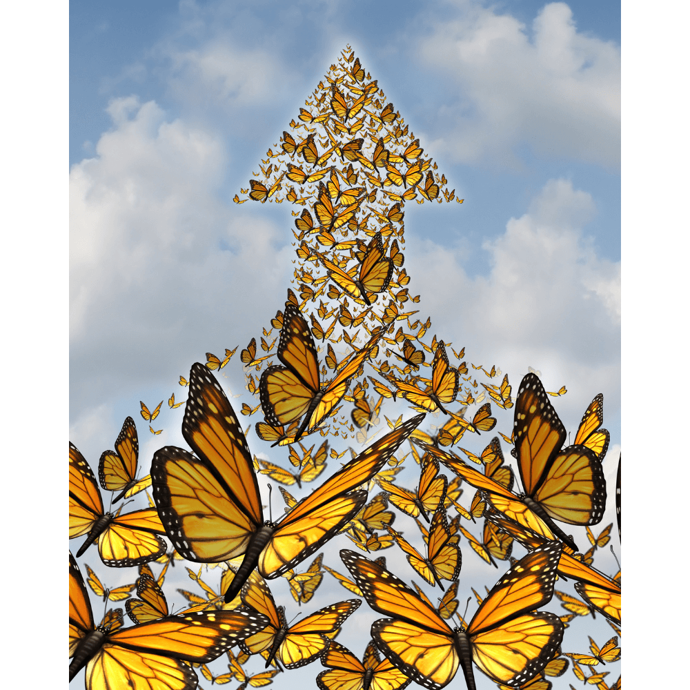 Paint By Numbers Monarch Butterfly paint-by-numbers-monarch-butterfly