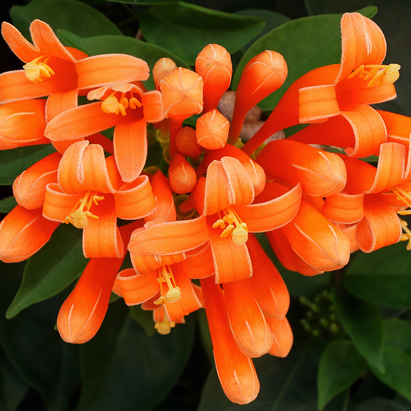 🏵️ Pyrostegia venusta Seeds – The Winter-Blooming Wonder Vine