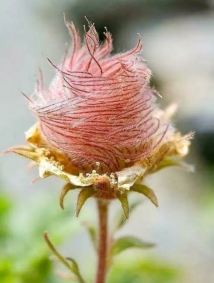 Prairie Smoke