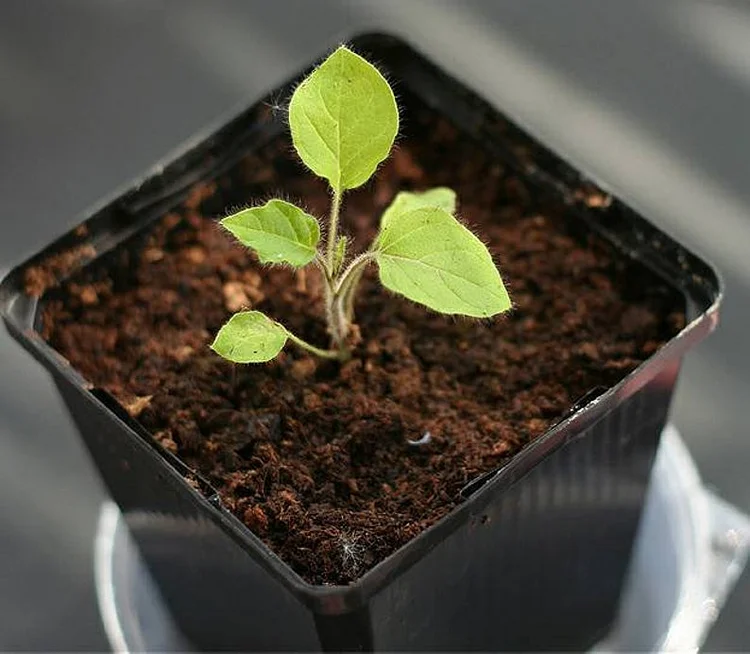 Nipple Fruit Seeds ~ Cow's Udder ~ Titty Fruit ~ Apple of Sodom ...