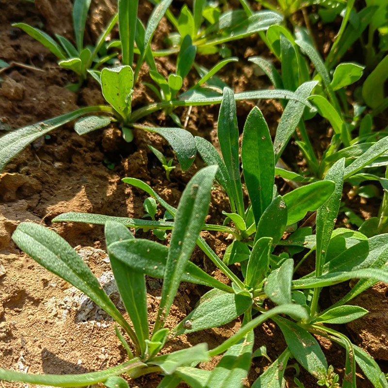 NOODLE LEAF SEEDS
