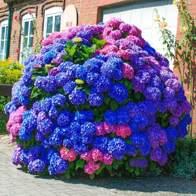 20 pcs/Pack Hydrangea Seed Bonsai Flower Seeds Hydrangea Perennial ...