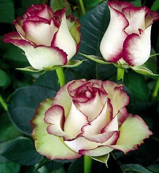 White Roses with Red Tips