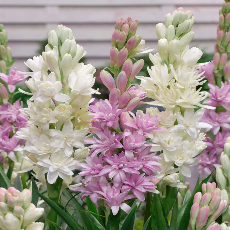Double Tuberose Bulbs