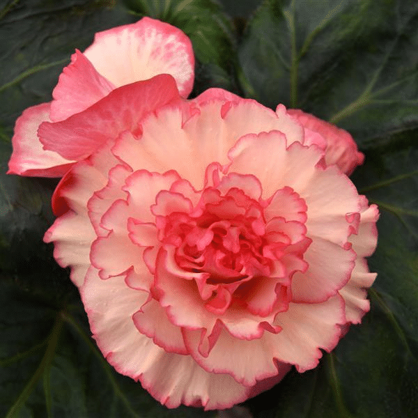 Begonia Flower Seeds
