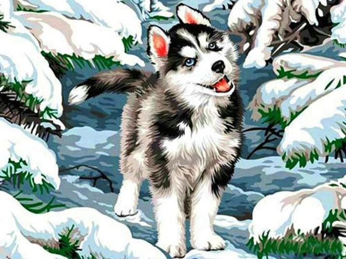 Beautiful Husky - Paint by Diamonds