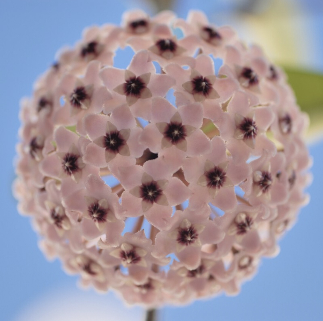 Hoya Carnosa Flower Seeds-Large Hydrangea Clustered with Many Star ...