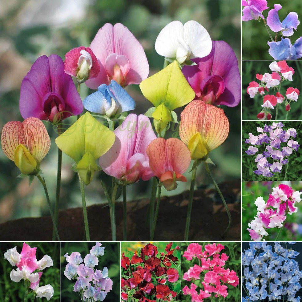 💐Multi Color Sweet Pea Flower Seeds
