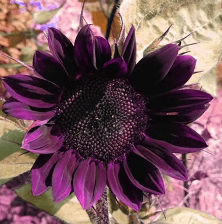 🌻Purple sunflower seeds - A rare plant in the garden