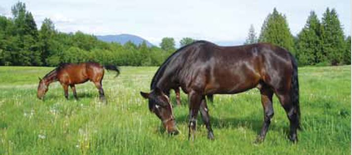 3 BASIC NEEDS FOR HORSES