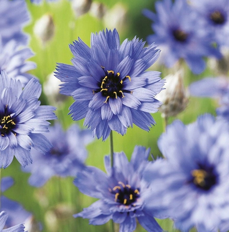 Cupid’s Dart Blue - Enchanting Blue Perennial