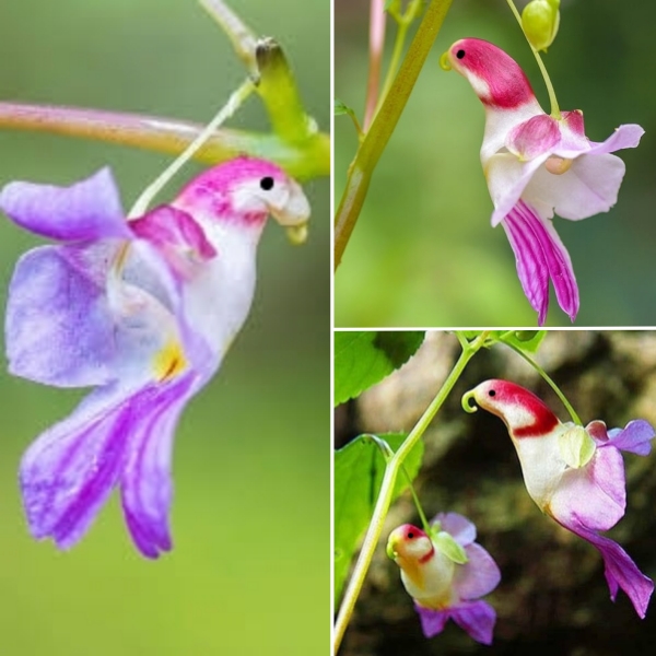 🦜🦜Parrot Orchid Flower Seeds