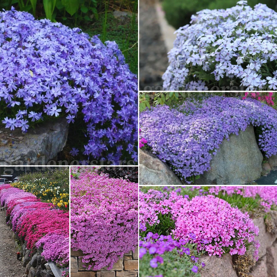 💐Vibrant Tapestry of Color Creeping Phlox Seeds