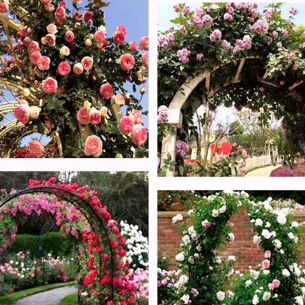Beautiful Climbing Rose Seeds, 100pcs/pack