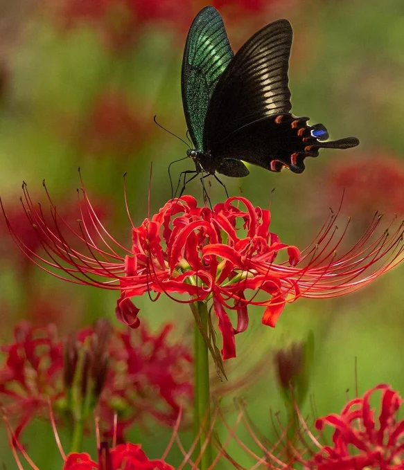 🖤Black Spider Lily