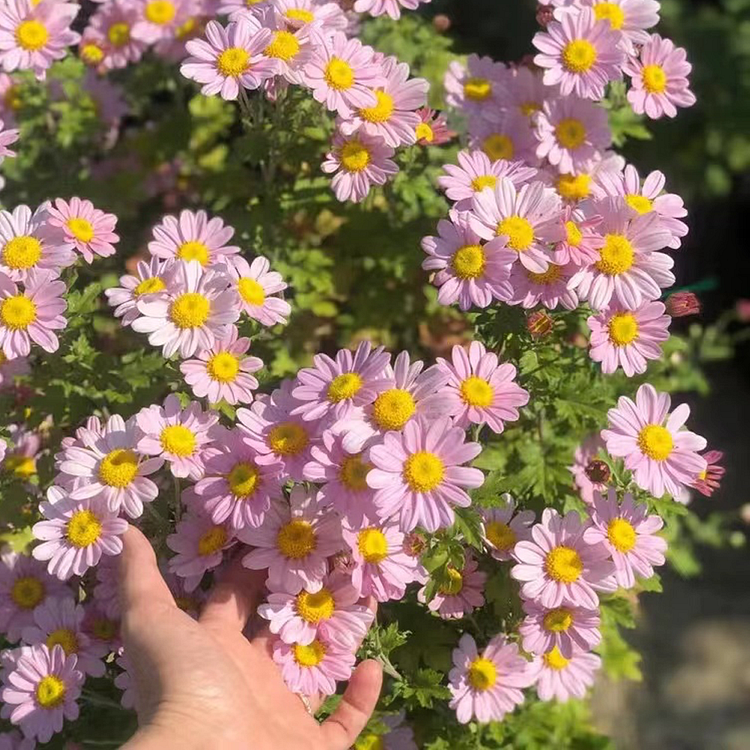 Insect Killer: Mixed Color Pyrethrum Seeds | Rosesu®