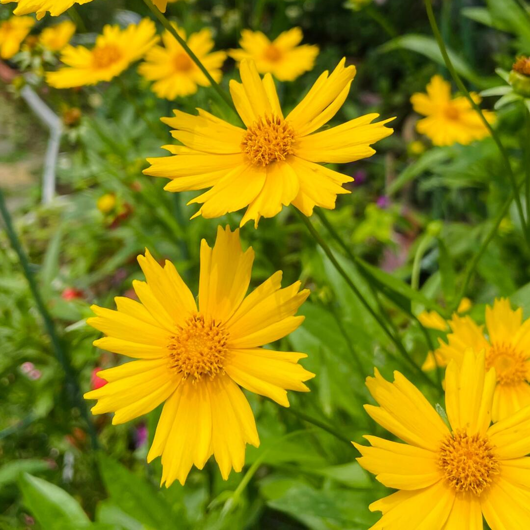 Lance-Leaf Coreopsis Seeds | Rosesu®