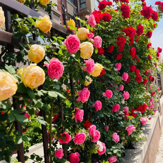 🌹 Climbing Roses — Full-Size Roses That Rise