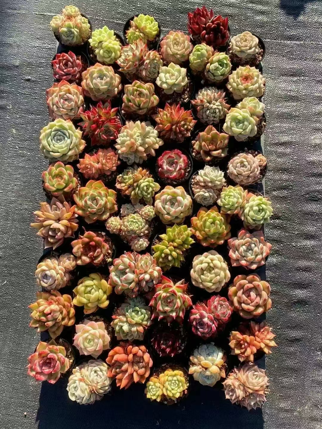 1009.Succulent blind box /Succulent plants / Garden landscape ...