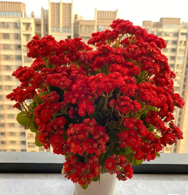 🌷Lucky Longevity Flower Seeds