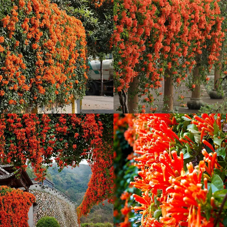 Pyrostegia Venusta Flower Seeds