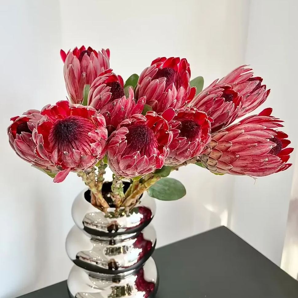 King Protea-Princess Seeds