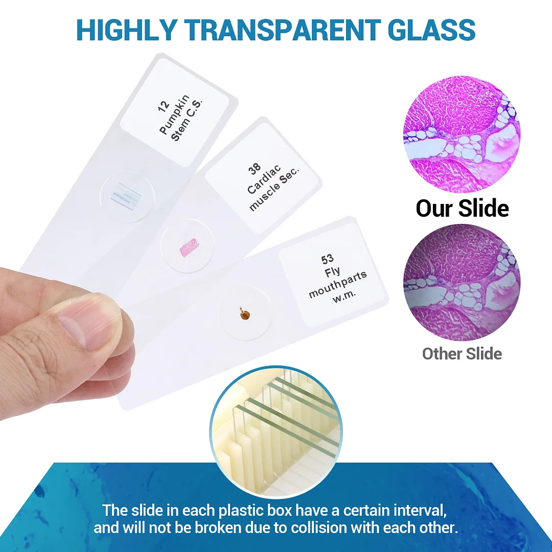 BEBANG 60 Microscope Slides with Specimens for Kids, Prepared ...
