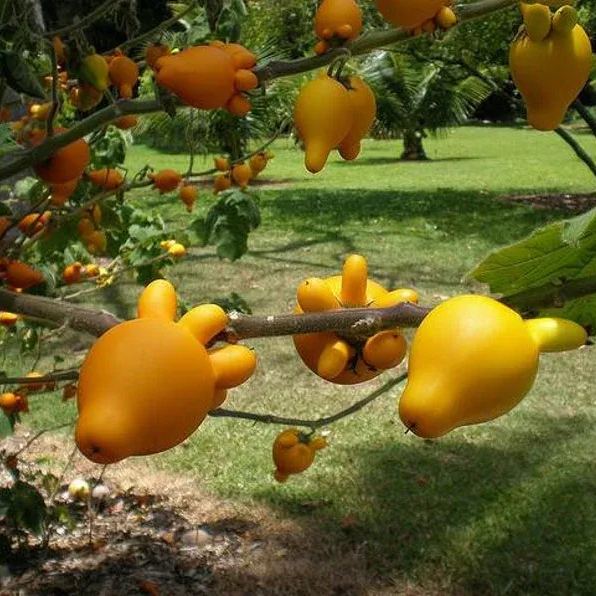 Nipple Fruit Seeds ~ Cow's Udder ~ Titty Fruit ~ Apple of Sodom (Solan