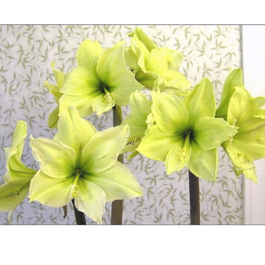 50 Particle Hippeastrum Rutilum Seeds Bonsai Home Garden Balcony Plants