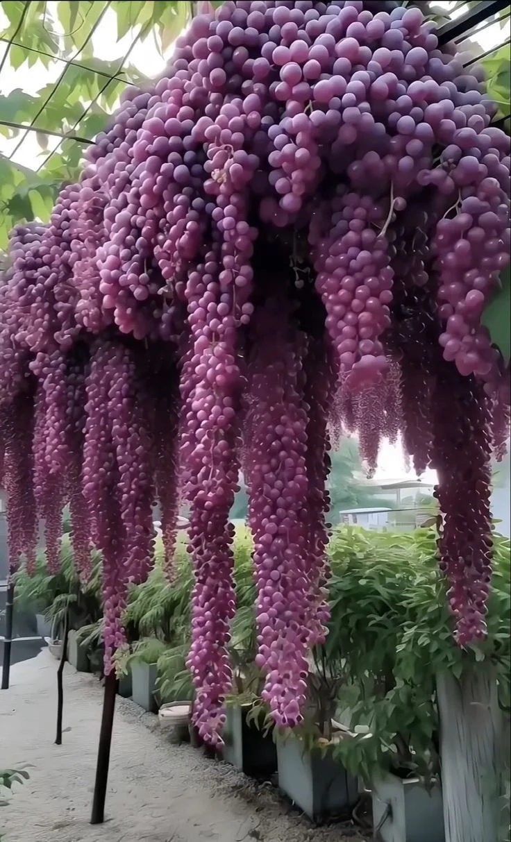 Giant Grape Tree Seeds: Thin-Skinned, Large, and Seedless 🍇🌿