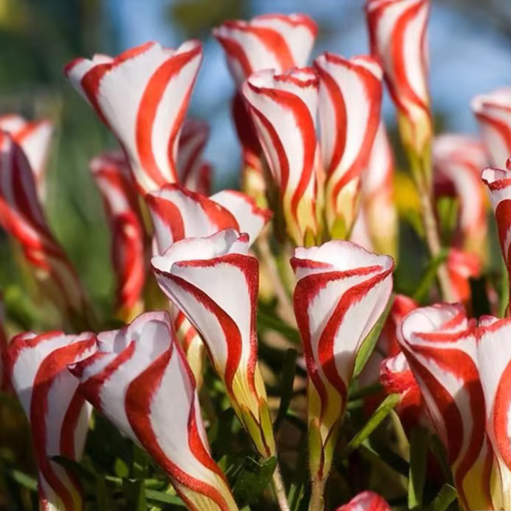 Candy Cane Sorrel Oxalis Versicolor Seeds Garden Flowers