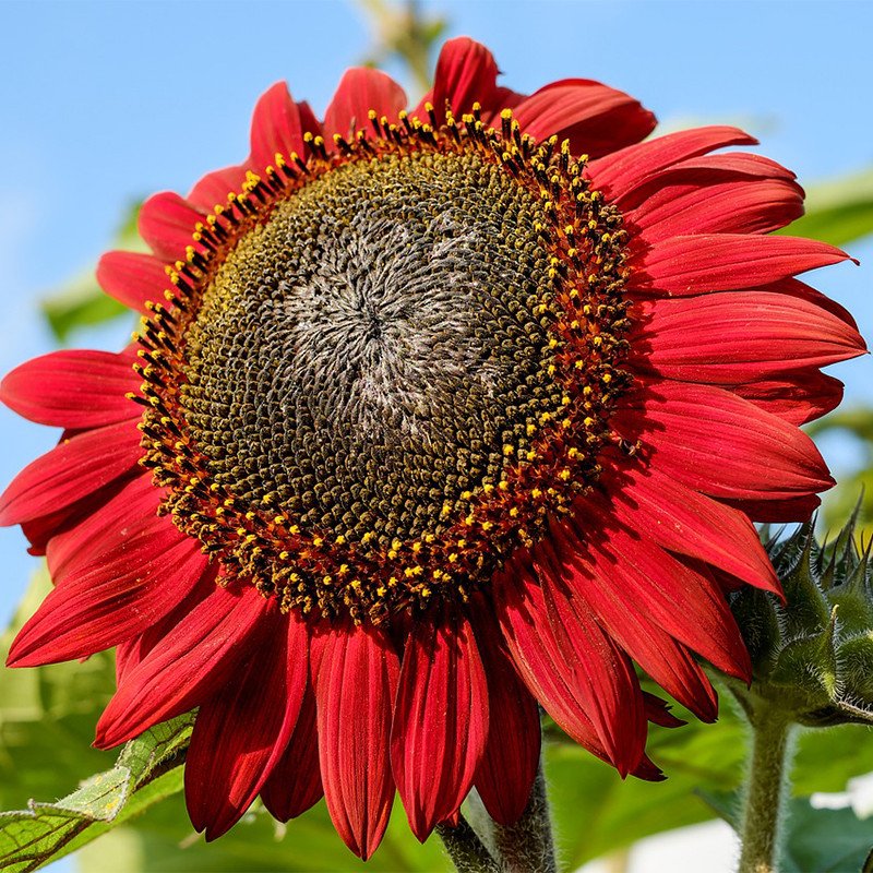 Red Sunflower Plants