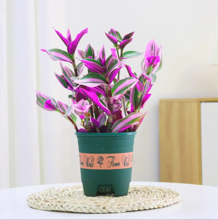 Oil painting wedding spider plant