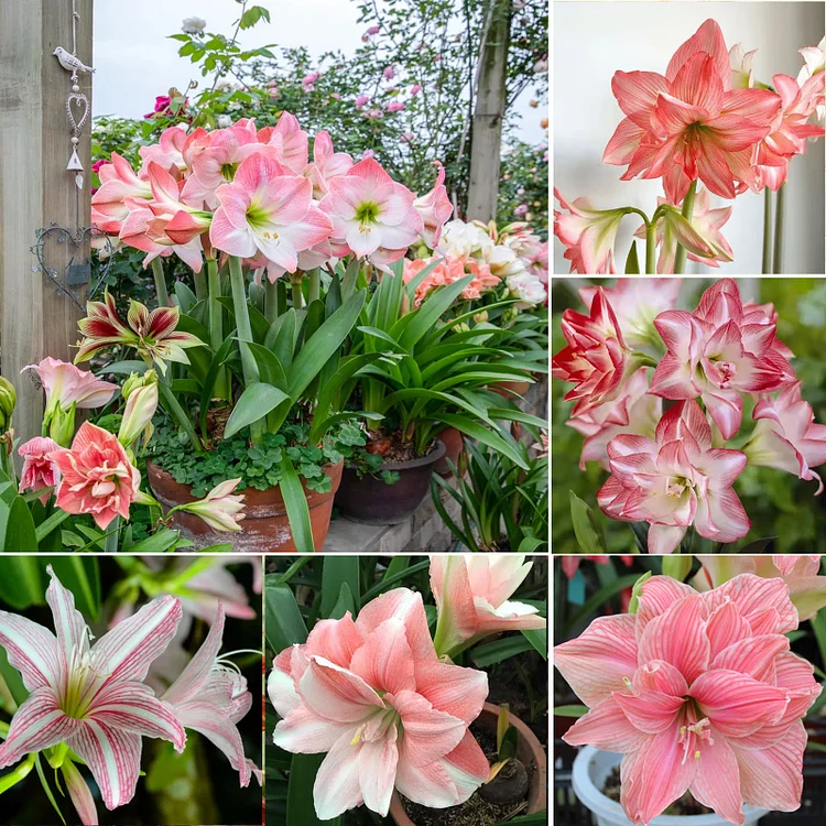 Rare Amaryllis Bulbs