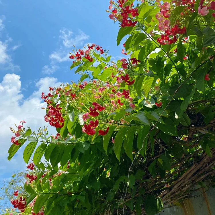 Double Rangoon Creeper Seeds