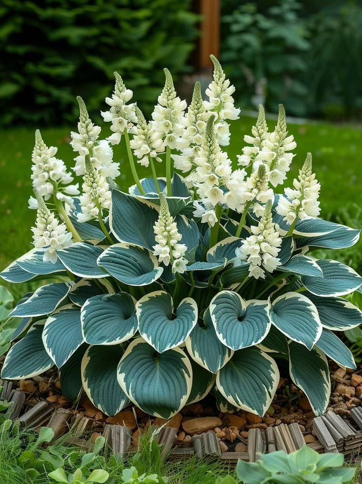 The Timeless Beauty of Hostas: A Garden Favorite That Blooms Every Year ...