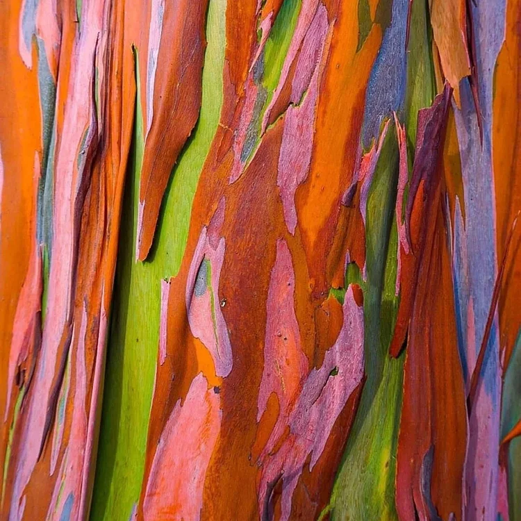 Eucalyptus deglupta/Rainbow Eucalyptus Seeds