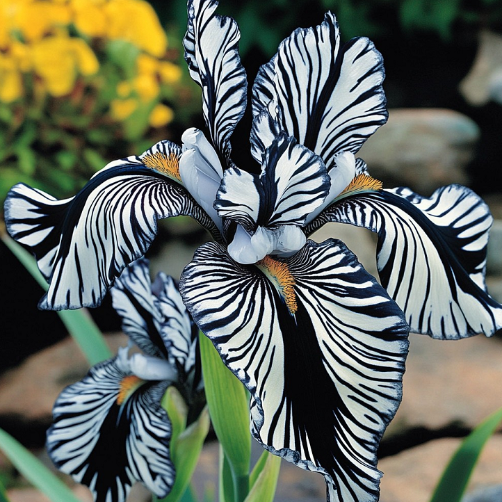 Zebra Stripes Iris (Iris germanica) – A Bold, Striped Beauty