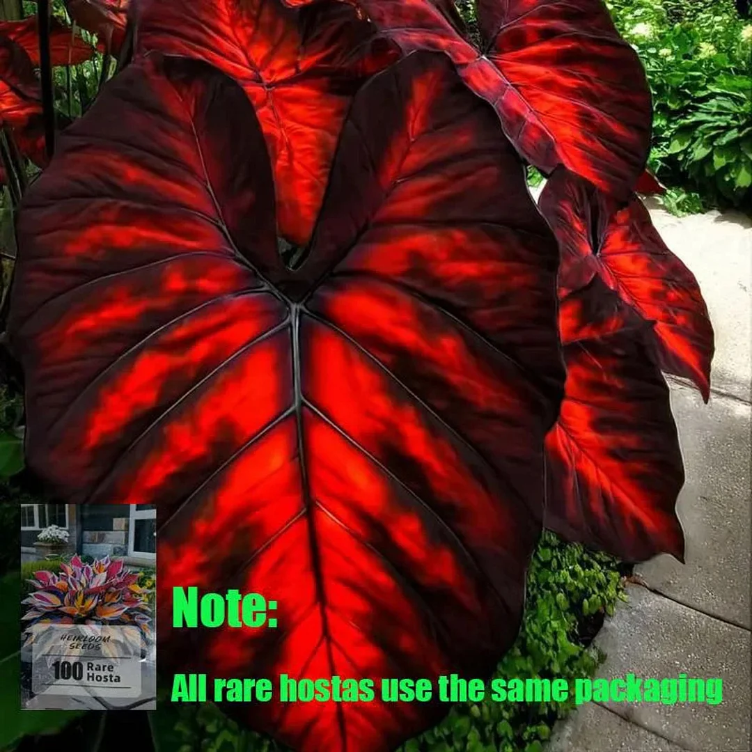🌱 Exotic Rare Leaf Seeds 🏡 Transform Your Garden into a Masterpiece