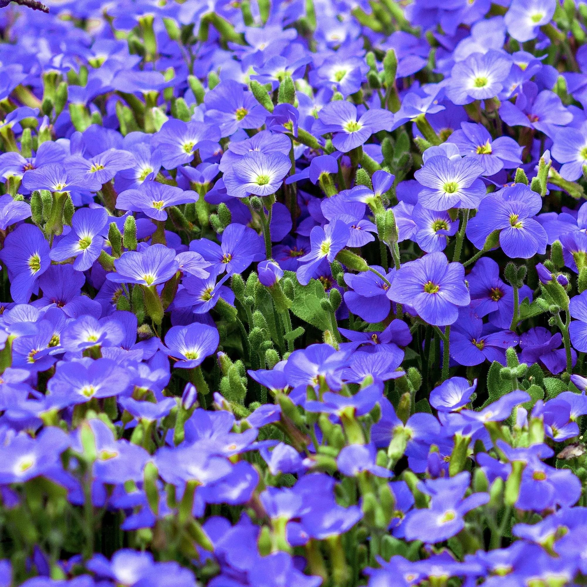 Creeping Blue Speedwell Veronica Repens Groundcover Flower Seeds