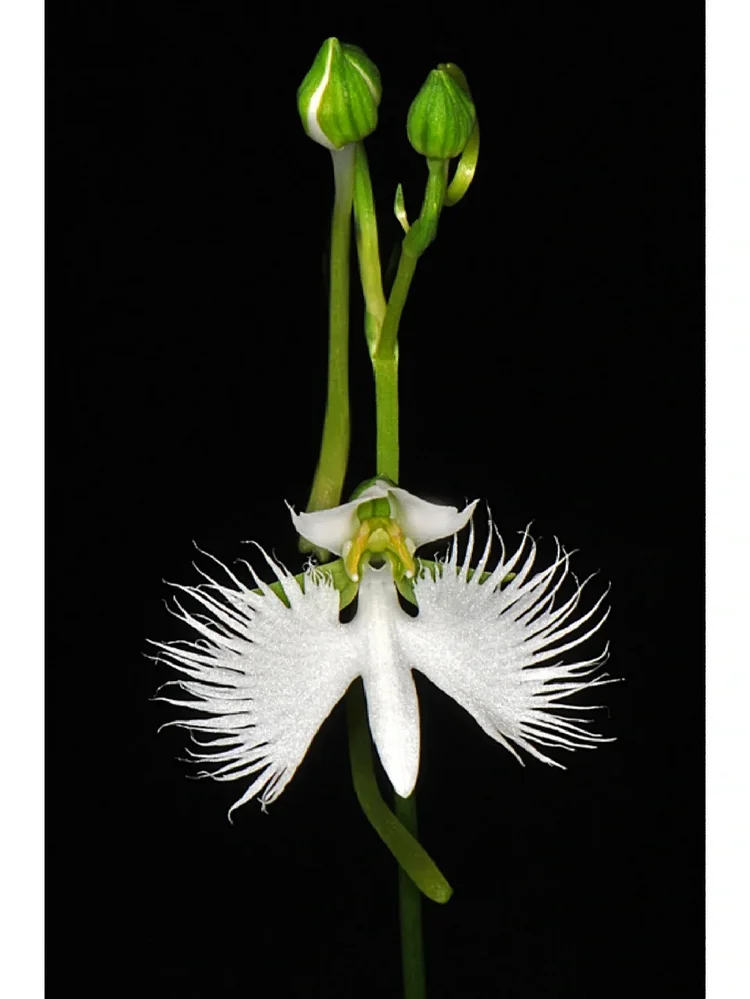 White Dove/Egret Flower Seeds