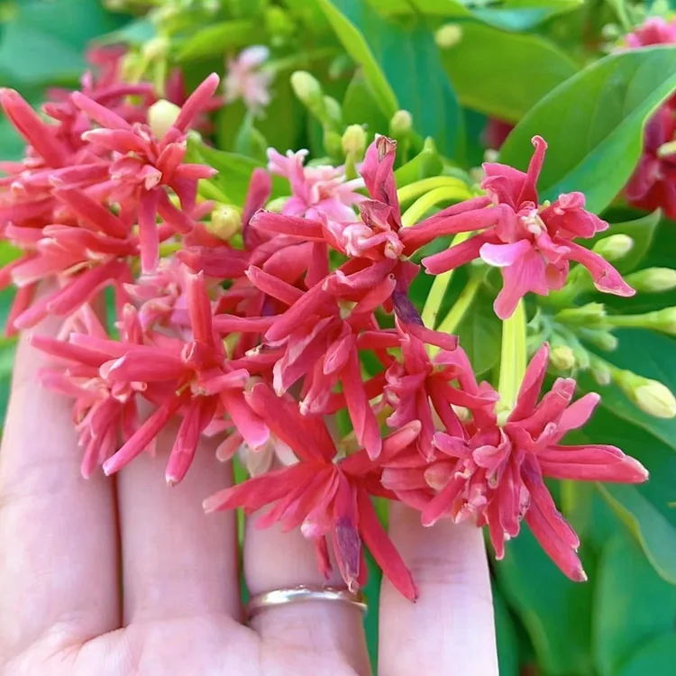 Double Rangoon Creeper Seeds