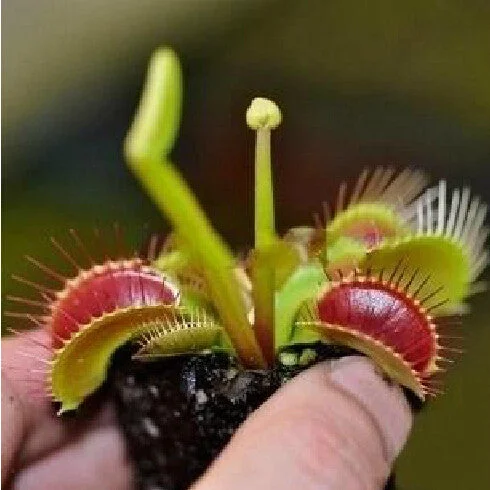 Venus Flytrap Seeds, Insectivorous Plant, Dionaea Muscipula, 100pcs/pack