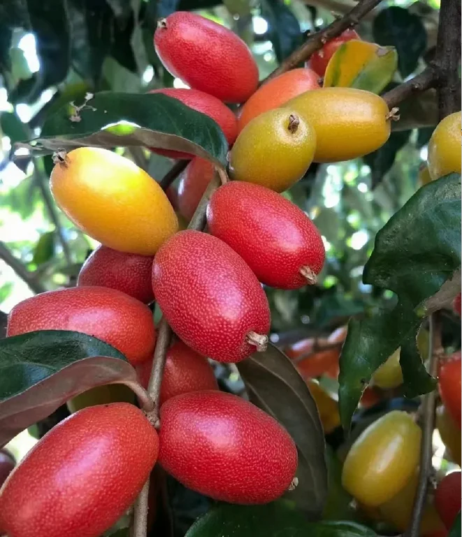Elaeagnus Conferta Seeds