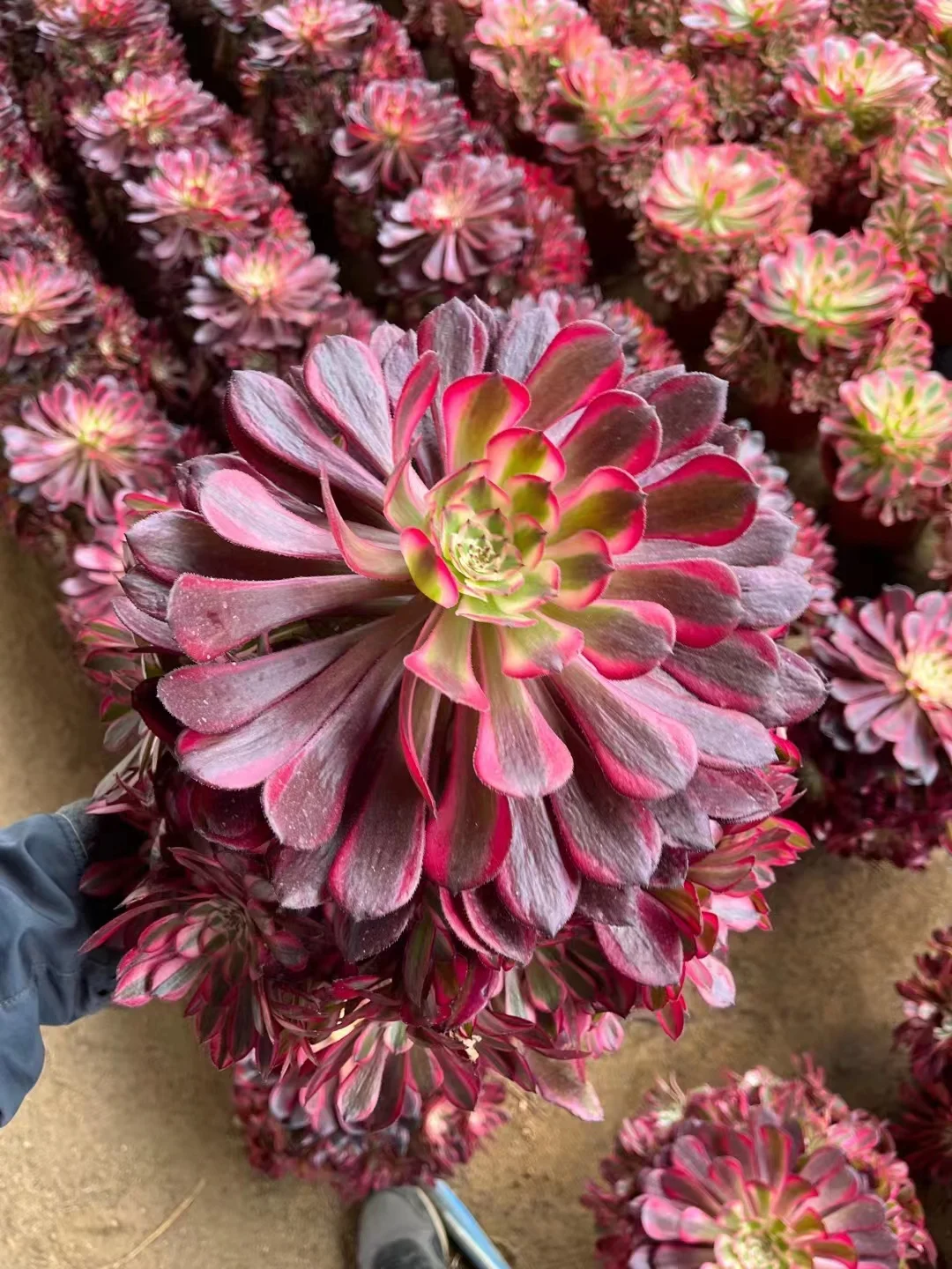 35. Garnet white brocade (Red copper pot with white brocade) cluster ...