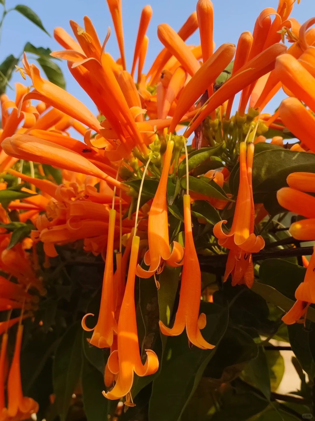 Firecracker Flower Seeds-Wealth and Good Fortune