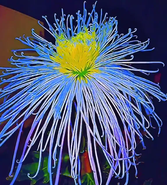 Mixed Spider Mums Flower Seeds-Over 20 Colors Mixed Spider Mums Flower Seeds-Over 20 Colors